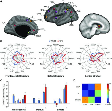 Corticostriatal Functional Connectivity In Nf1 And Typically Developing Download Scientific