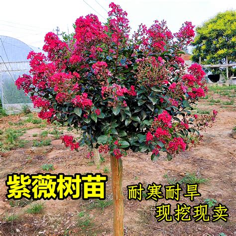 紫薇树苗庭院种植紫薇花小苗别墅绿化丛生苗木红火箭大型风景耐寒 虎窝淘