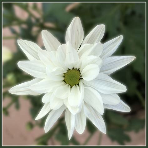 Fibonacci Sequence Flowers
