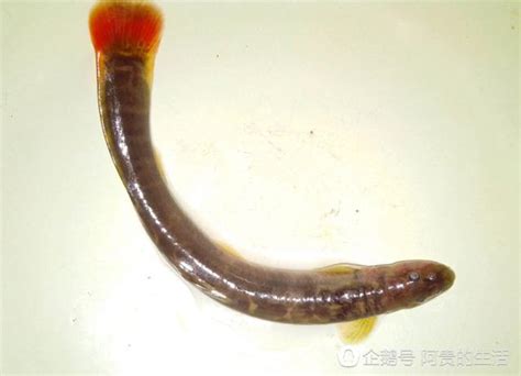 长得像泥鳅的鱼叫什么 像泥鳅的河鱼是什么鱼 像泥鳅鱼一样的鱼 第5页 大山谷图库