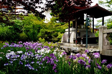 神光院の花菖蒲 京都縁結びパワースポット