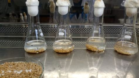 Wheat Bacteria Are Capable Of Controlling Brown Spot Revista Cultivar