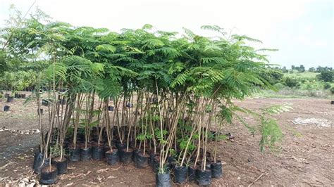 Gulmohar Small Tree Plant Height 5 Feet At ₹ 11 Piece In Nagaon Id 2853467421812