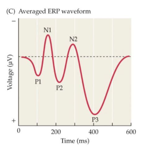 Attention And Higher Cognition Flashcards Quizlet