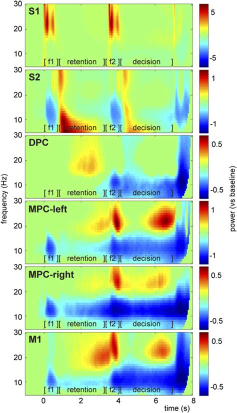 Oscillatory Activity In The Lfps During The Somatosensory Download