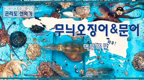 무늬오징어 그리고 문어 먹물폭탄 YouTube