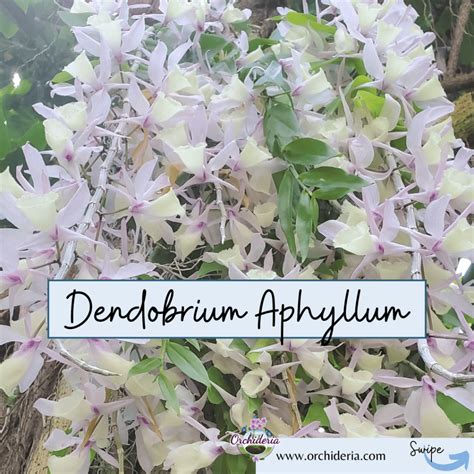 Dendrobium Aphyllum Orchids Care Guide Orchideria