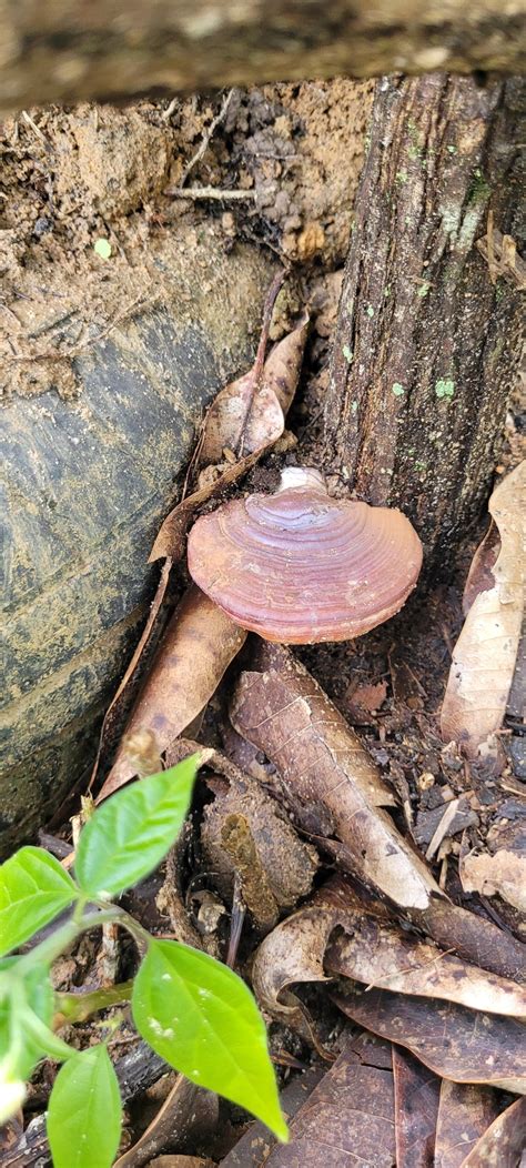 Is This Ganoderma Lucidum R Mushroomid