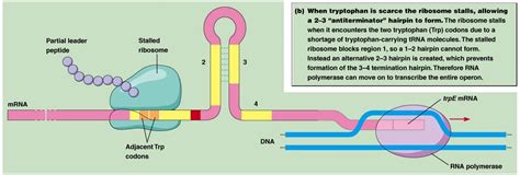Tryptophan Trp Operon
