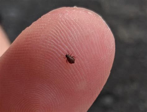 Bugs In Tree Sap At Jeffrey Hipple Blog