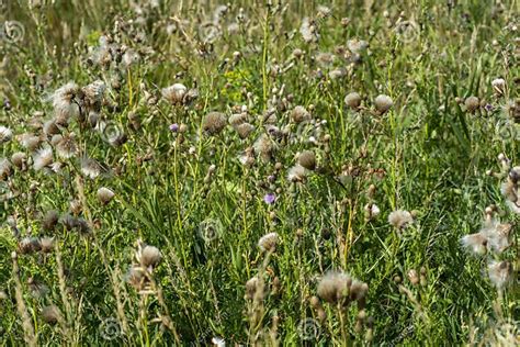 Several Canada Thistle Plants Growing On The Dakota Prairies Stock