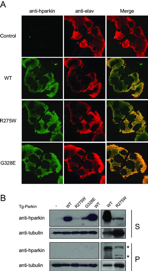 Pan Neuronal Expression Of Parkin Mutants In Transgenic Drosophila A Download Scientific