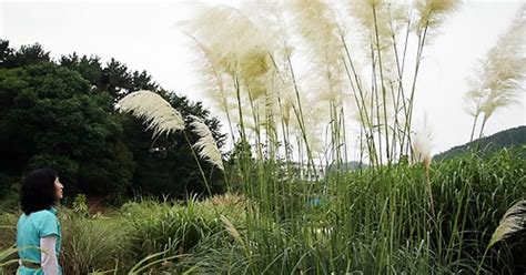 가을을 부르는 꽃 팜파스그라스