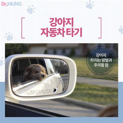 강아지 안고타면 벌금 자동차 탈 때 주의할 점강아지 드라이브 강아지 차타기