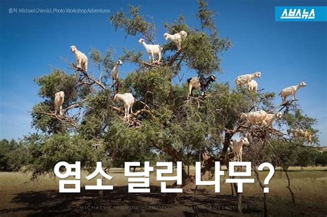 염소 달린 나무인간의 욕심이 만든 씁쓸한 단면