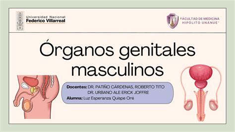 Anatomía Genitales Masculinos Aparato Reproductor Masculino Qué Es