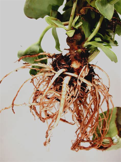 Sedum Root Rot And Stem Rot Pacific Northwest Pest Management Handbooks