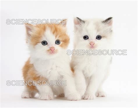 Ginger And White Kitten Animigos Ginger Kitten