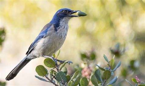 Scrub Jay Food