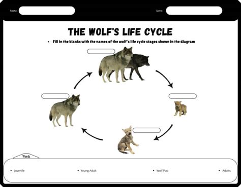 The Wolf Life Cycle Worksheet Labeling Coloring Wordsearch Maze Science
