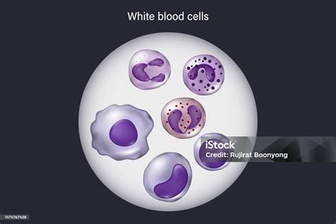 Sel Darah Putih Di Bawah Mikroskop Neutrofil Eosinofil Basofil Monosit Limfosit Dan Makrofag