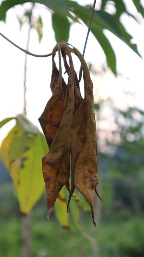 Close Up Of Dried Cassava Leaves Dried Cassava Leaves Are Brown