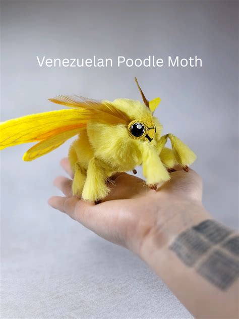 Exploring The Rare Venezuelan Poodle Moth Tiktok