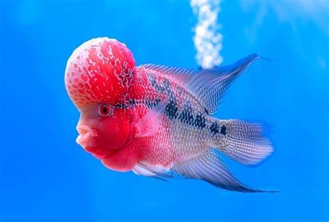Tropical Fish With Human Face