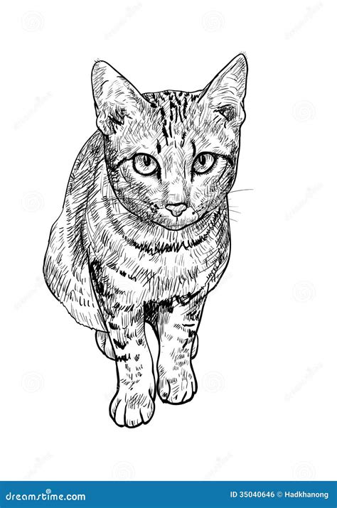 Curious Cute Cat Stock Vector Image Of White Charming 35040646