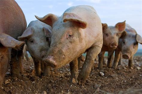 Farmer Issues Outdoor Sex Warning To Neighbours With Hilarious X Rated Sign Farmer Issues Outdoor Sex Warning To Neighbours With Hilarious X Rated Sign
