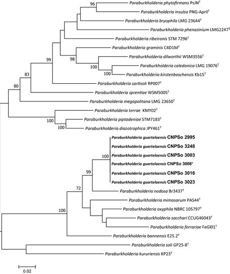 Maximum Likelihood Phylogeny Based On The Concatenated Gene Sequences
