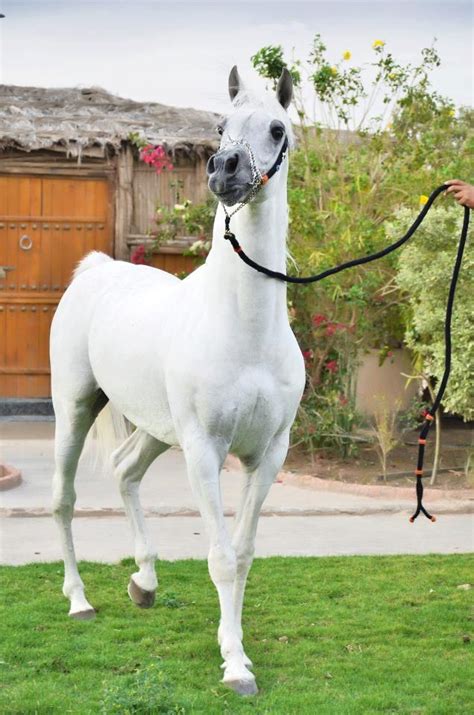 Nader Al Aliaa