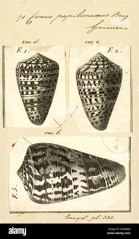 Conus Papilionaceus Print Fossil Conus Pelagicus From The Pliocene Of