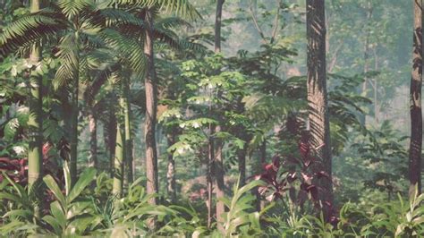 Lush Forest Teeming With Trees And Plants Stock Video At Vecteezy