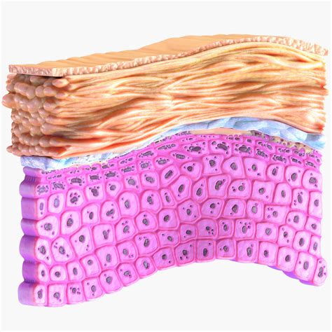 Epidermis Cross Section 3d Model By Zames1992d
