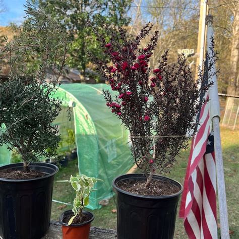 Coral Fountain Grass Firecracker Plant Russelia Equiseti Currently