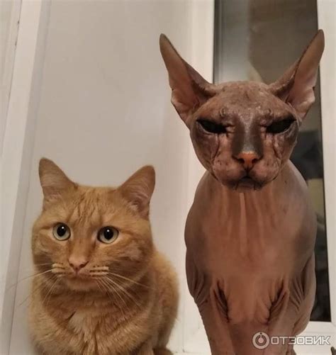 Отзыв о Наполнитель для кошачьего туалета Silcryprem 700 рублей в прямом смысле коту под хвост