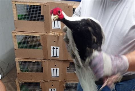 Митнически инспектори спасиха фазани от защитени видове снимки