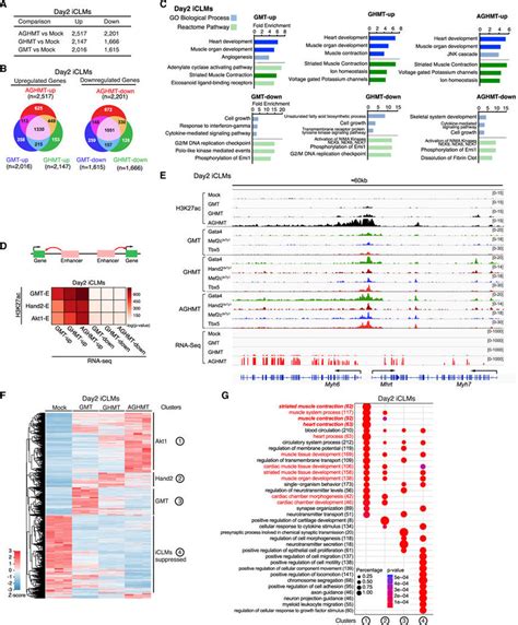 Reprogramming Enhancers Positively Correlate With Gene Upregulation
