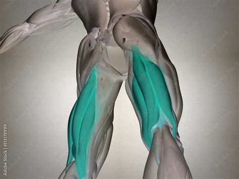 Hamstring Muscle Group Human Anatomy Muscle System 3d Illustration