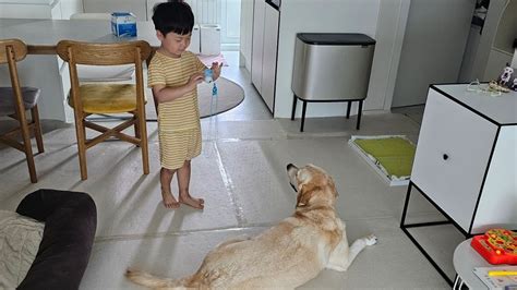 동생이 사진 찍어준다니까 얌전히 포즈 취해주는 리트리버 Youtube