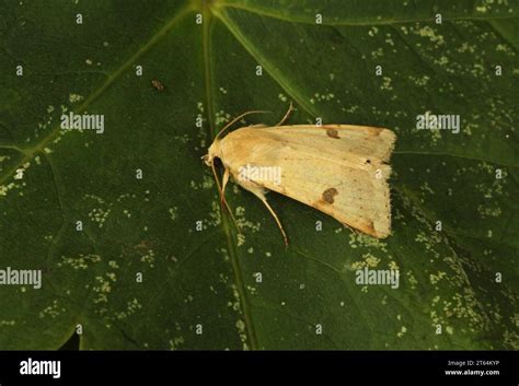 Bordered Straw Moth Heliothis Peltigera Adult At Rest On Leaf Eccles
