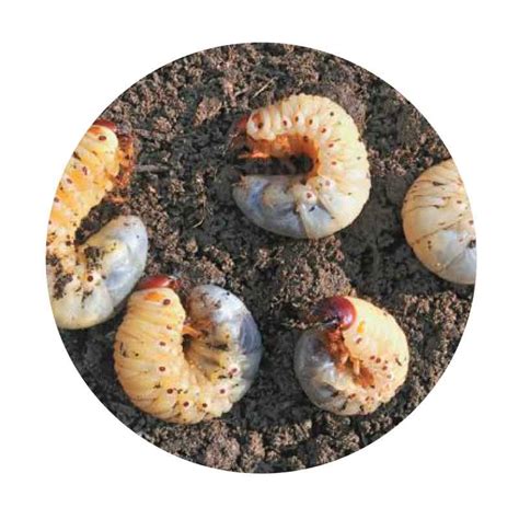 Lawn Grubs How To Identify Treat And Prevent The Turf Farm