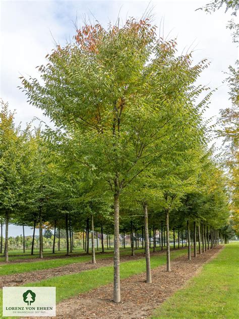 Zelkova Serrata Green Vase Baumschule Lve