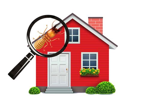 Diy Termite Inspection How To Pest