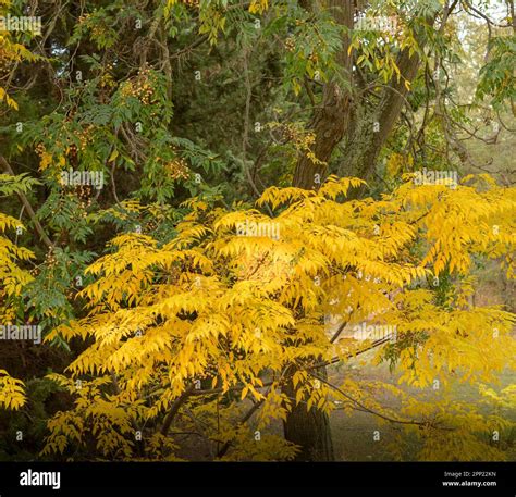 Green And Yellow Colors Of The Foliage Of The Trees Very Attractive Stock Photo Alamy