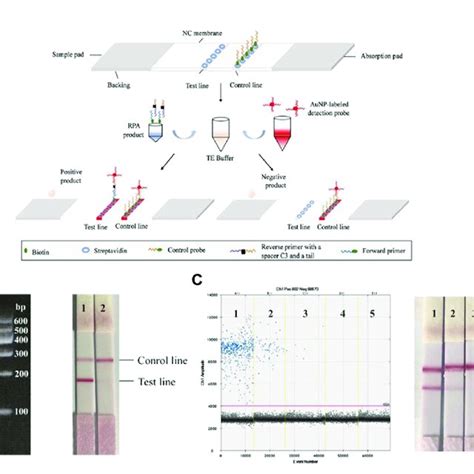 A The Principle Of Lateral Flow Gene Assay The Rpa Product And The Download Scientific
