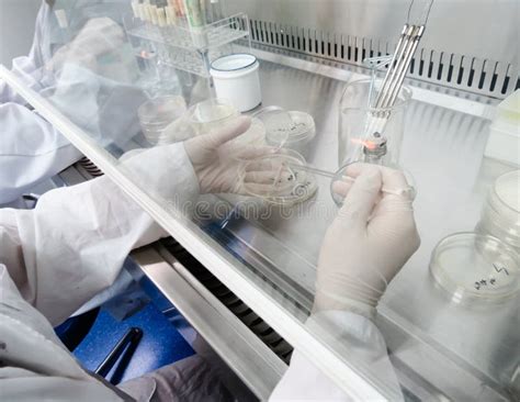 Laboratory Assistant In A Sterile Environment For Micro Sampling Stock