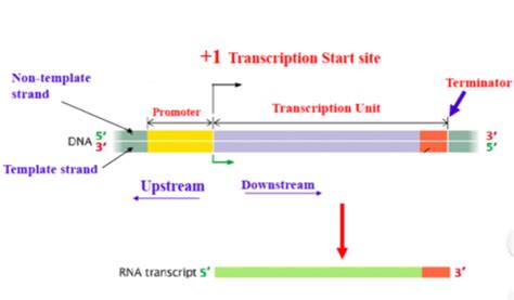 Biol 202 Exam 3 Si Slides Flashcards Quizlet