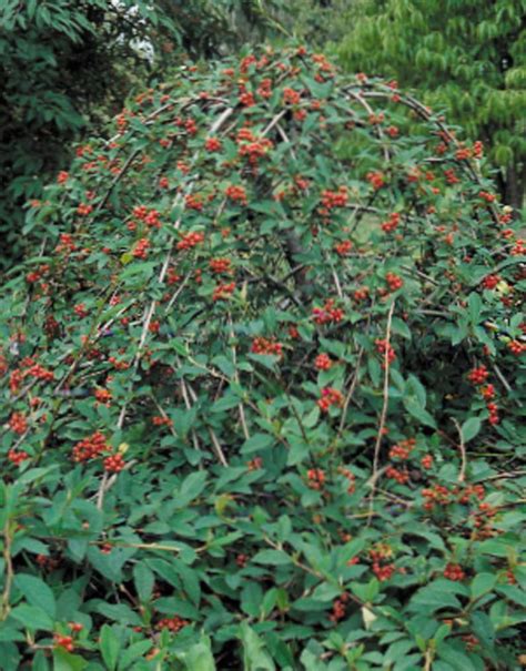 Wintergrüne Hängemispel Pendulus Kaufen Garten Von Ehren